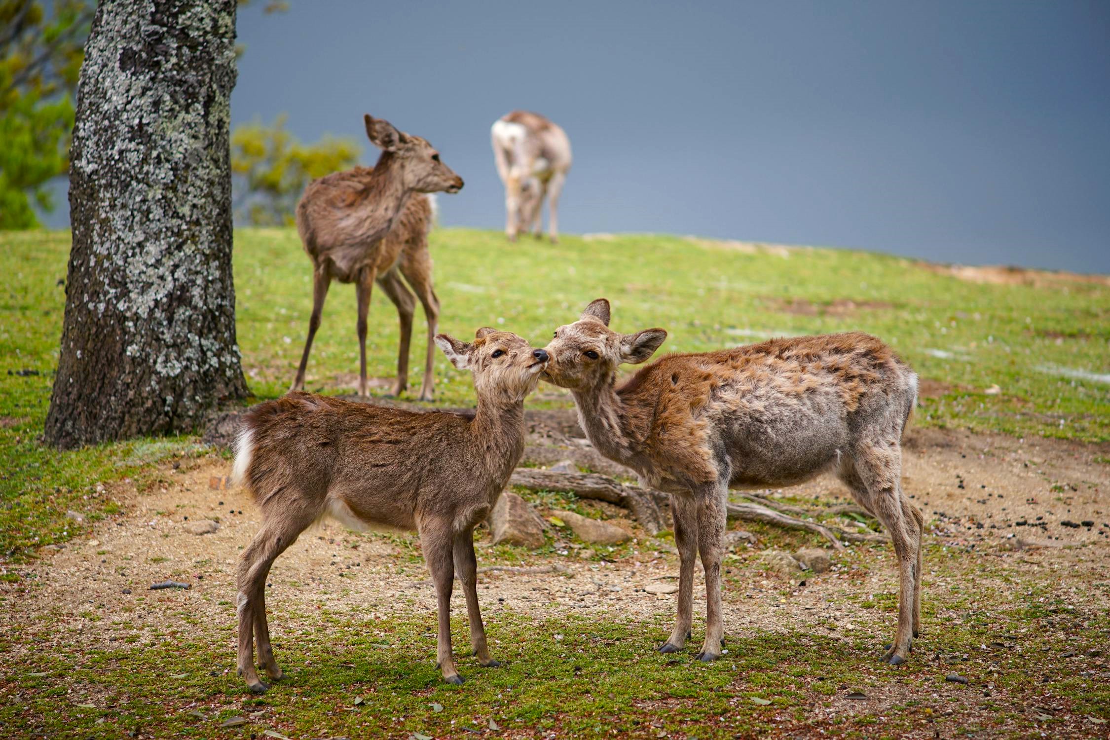Explora Nara en Japón – Templos, Santuarios, el Parque de Nara y sus ...